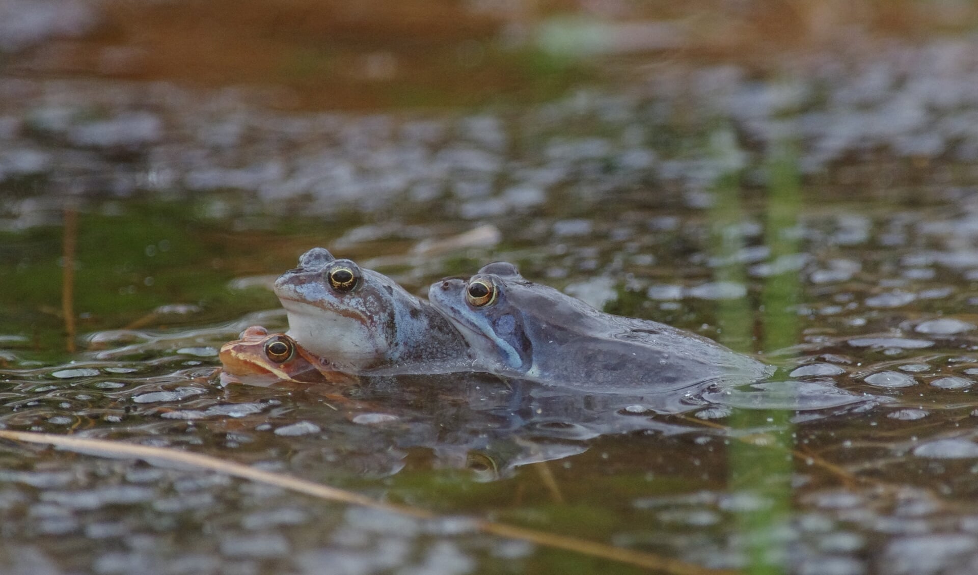 Thema Avond Schoonheid Van Amfibieën En Reptielen Bij Ivn Adverteren